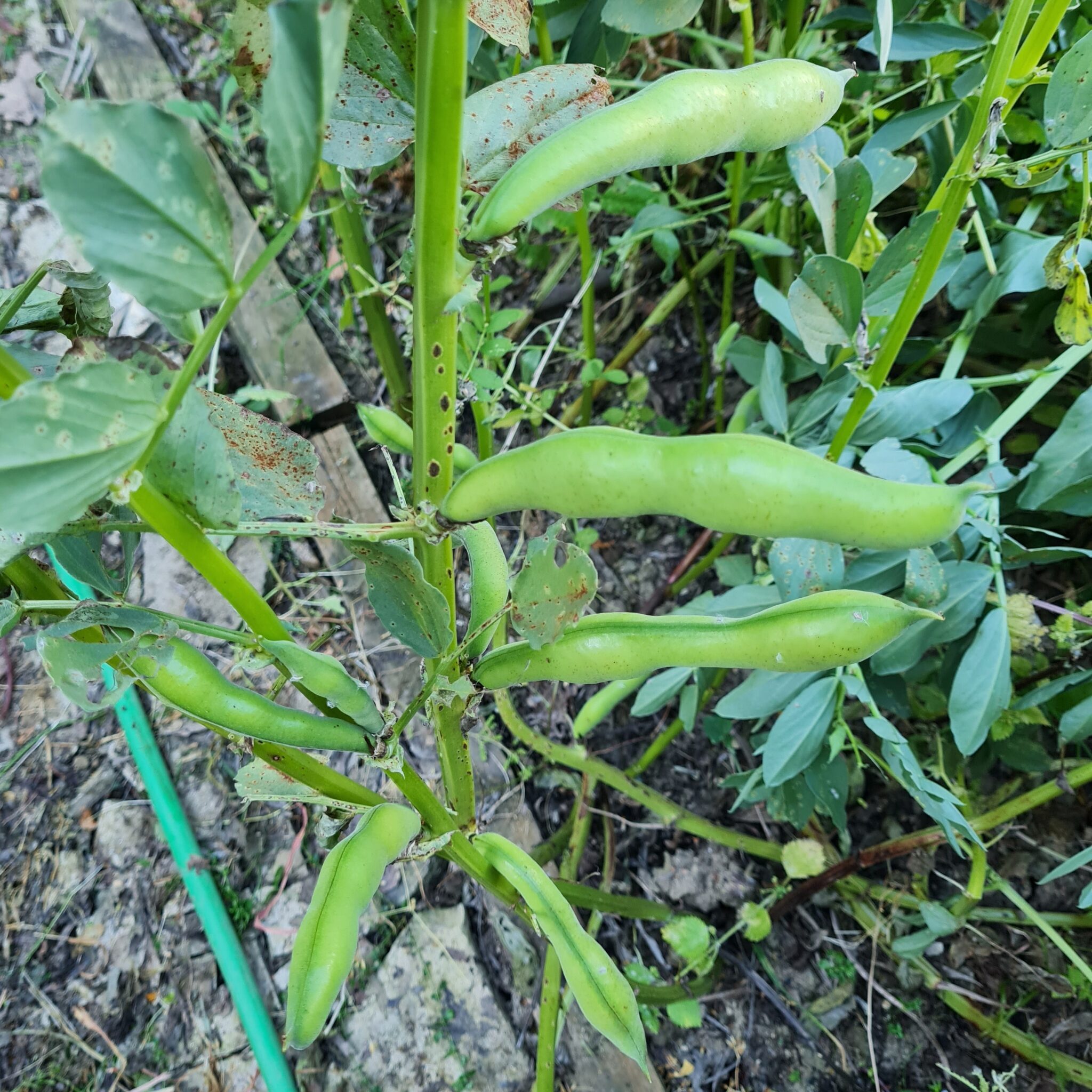 Favas guisadas com entrecosto: uma receita deliciosa tipicamente ...