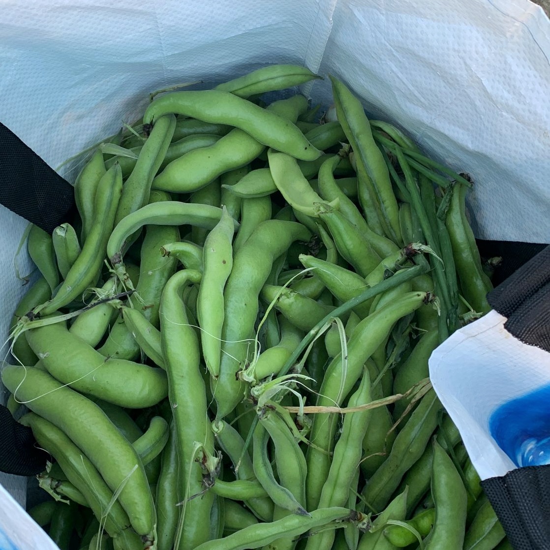 Favas guisadas com entrecosto: uma receita deliciosa tipicamente ...