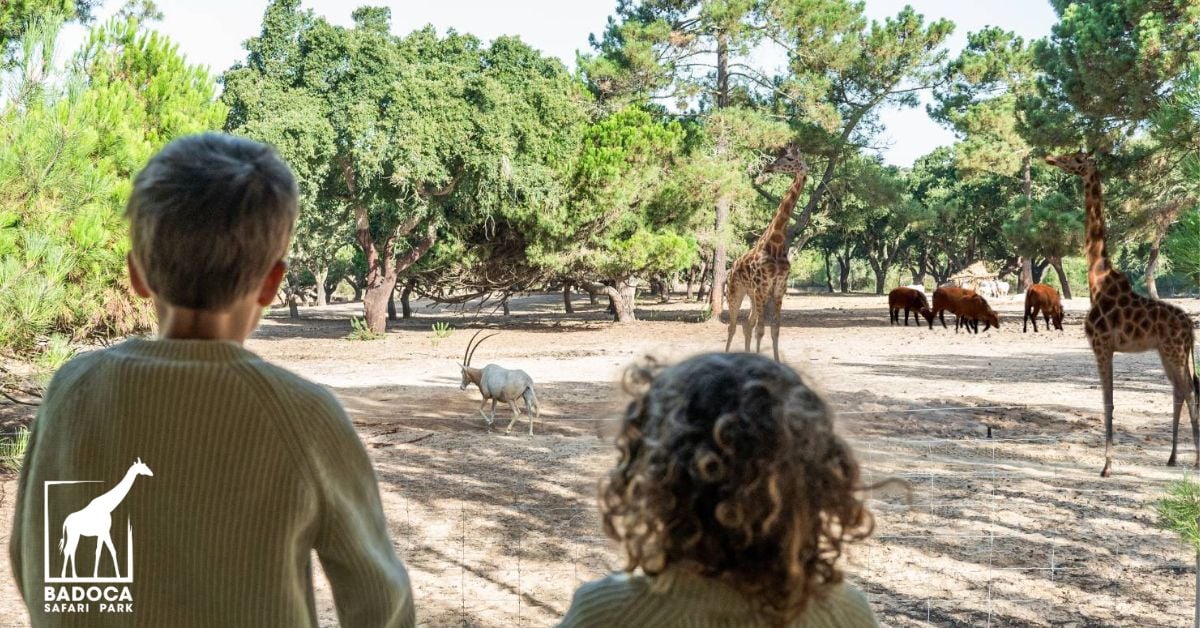 Glamping no Badoca Park: viver um safari em pleno Alentejo! - Pumpkin.pt